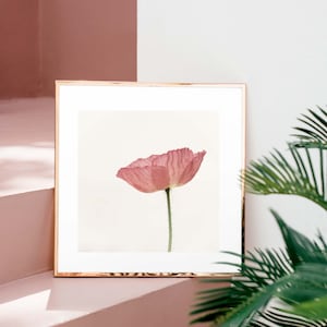 Pink Poppy Print, Pink Flower Print, Floral Wall Art, Square Photo ...