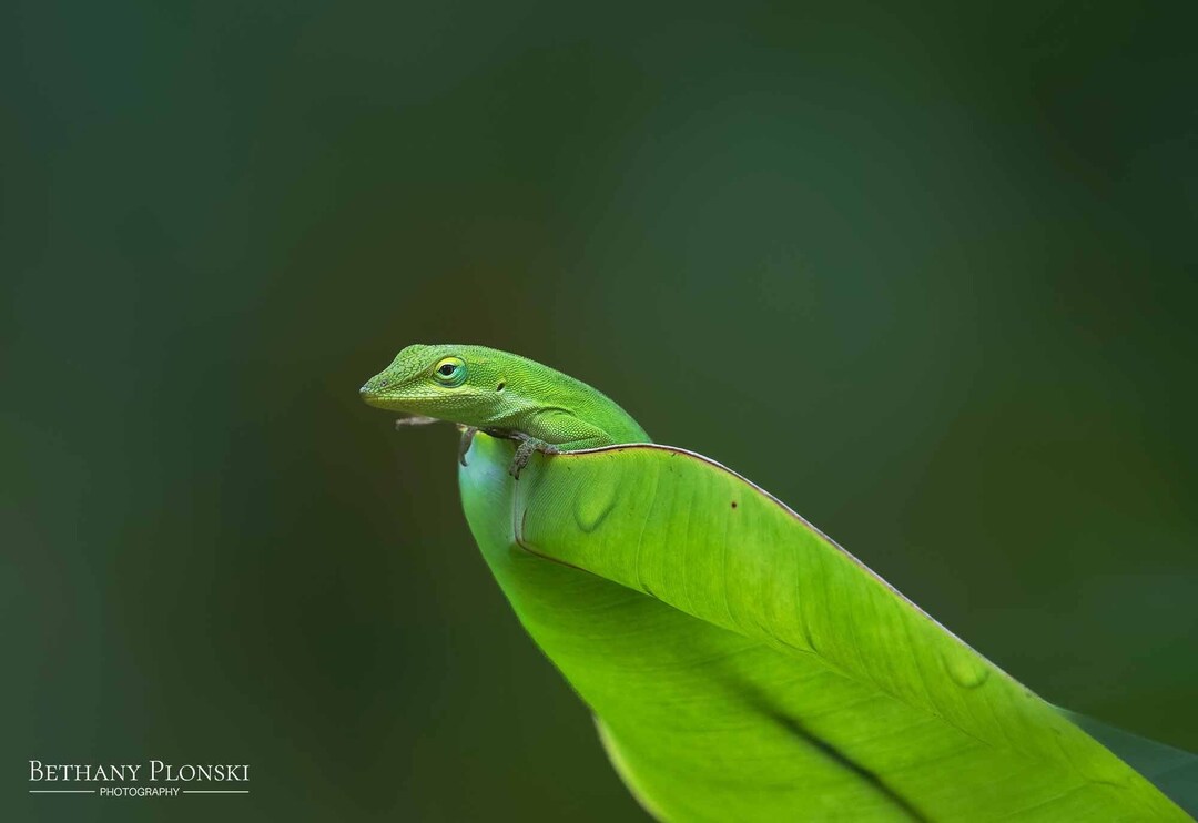 Anole Print, Green Anole, Lizard Print, Macro Photography, Nature ...
