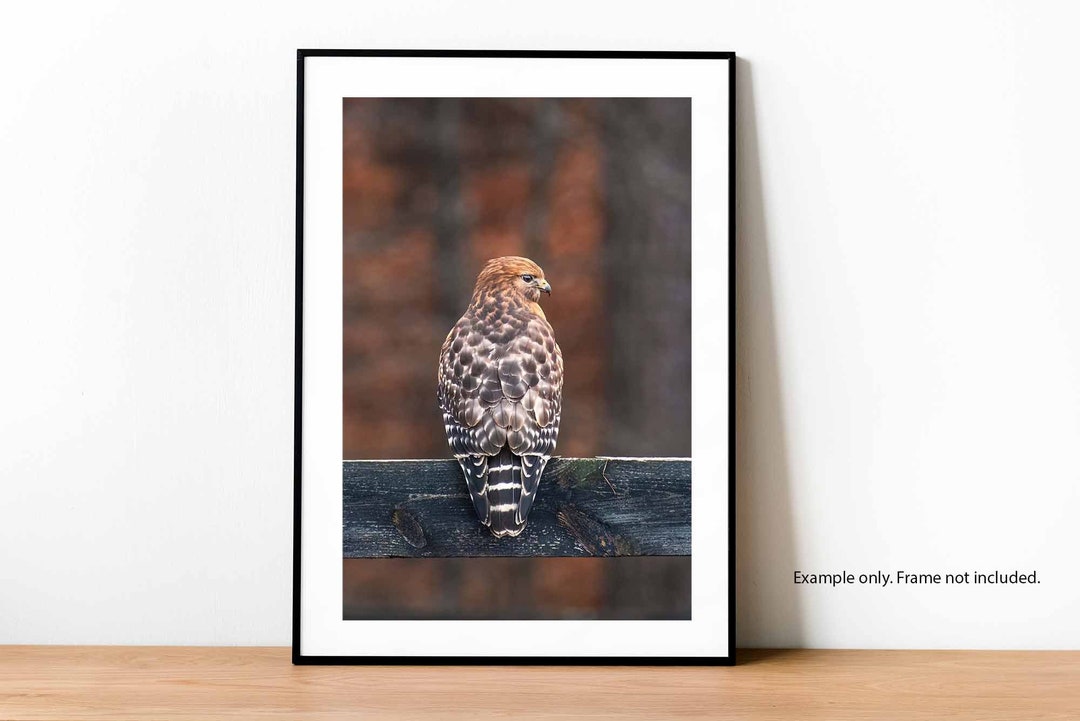 Red-shouldered Hawk Portrait, Hawk Photo, Wildlife Photo, Bird Lover ...