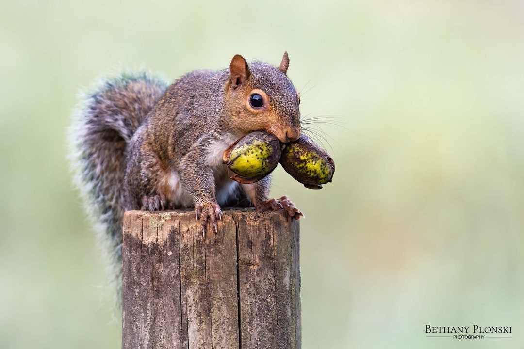 Make It A Double: Squirrel With Hickory Nuts Photo Print, Wildlife ...