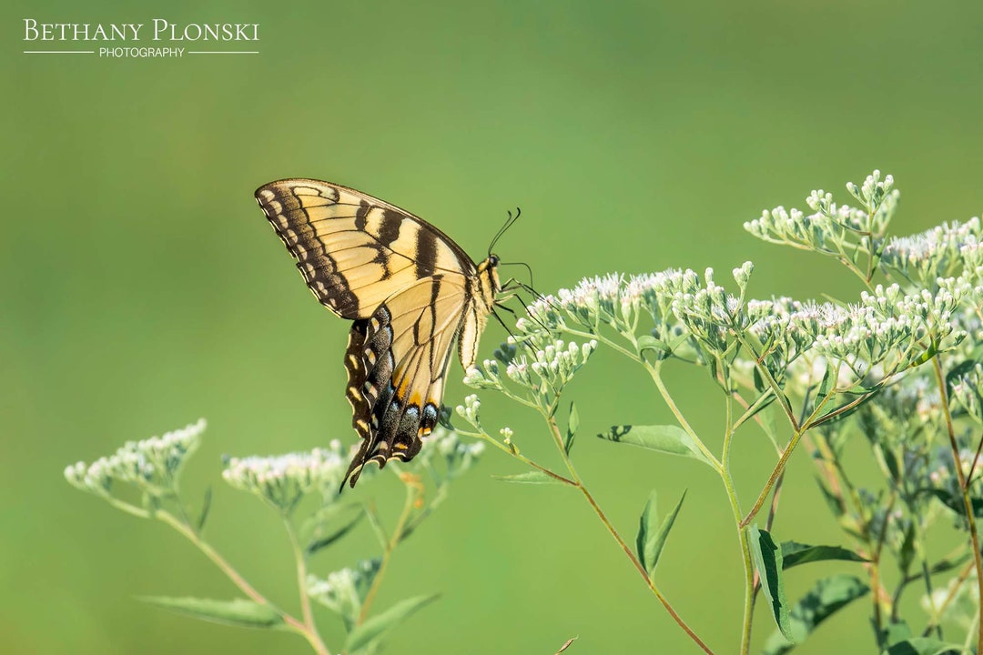 Eastern Tiger Swallowtail Butterfly Photo Print: Nature Wall Art - Etsy