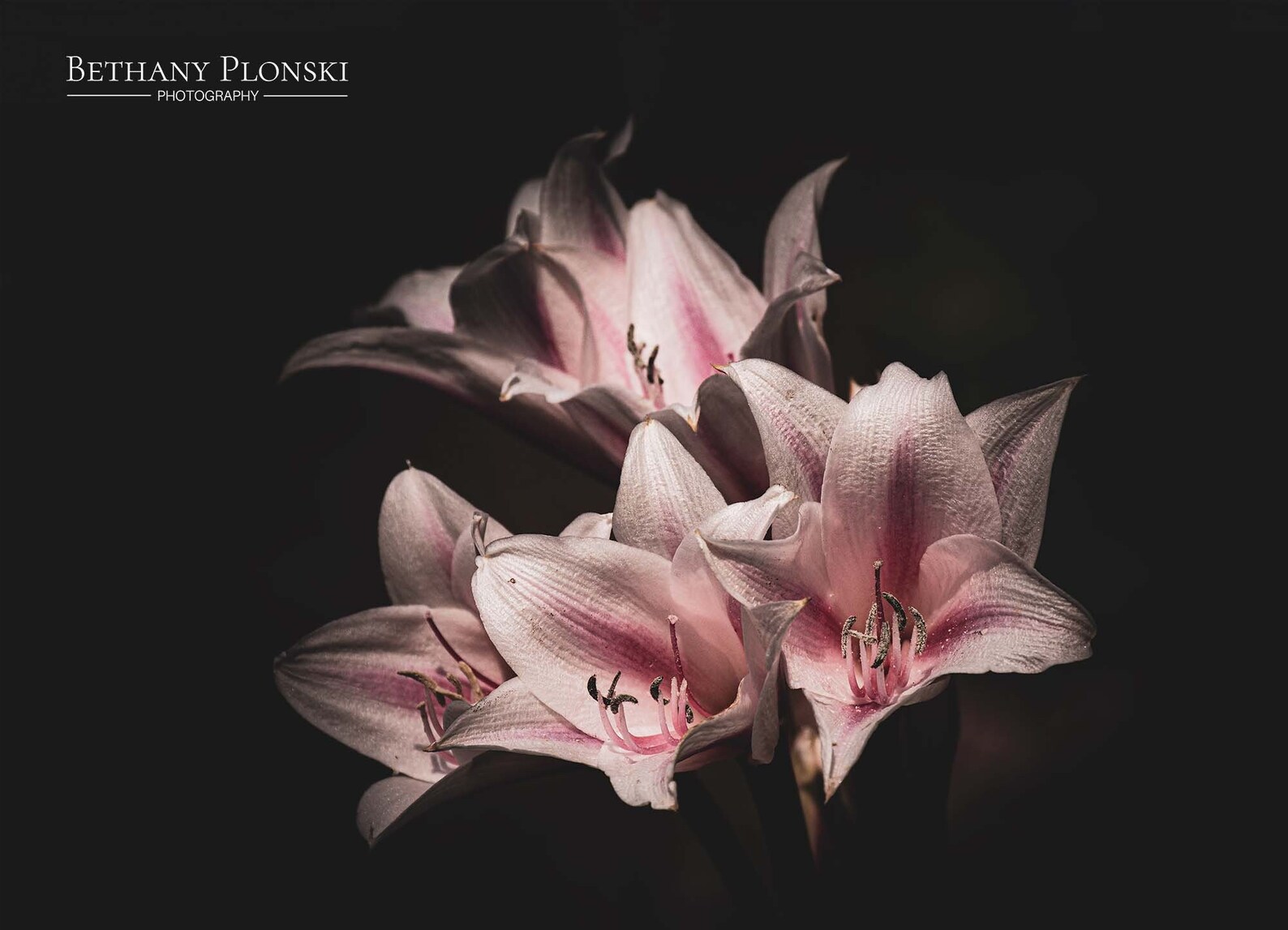 Low-key Lilies Print, Pink Flowers, Aesthetic Floral Art, Flower Photo ...