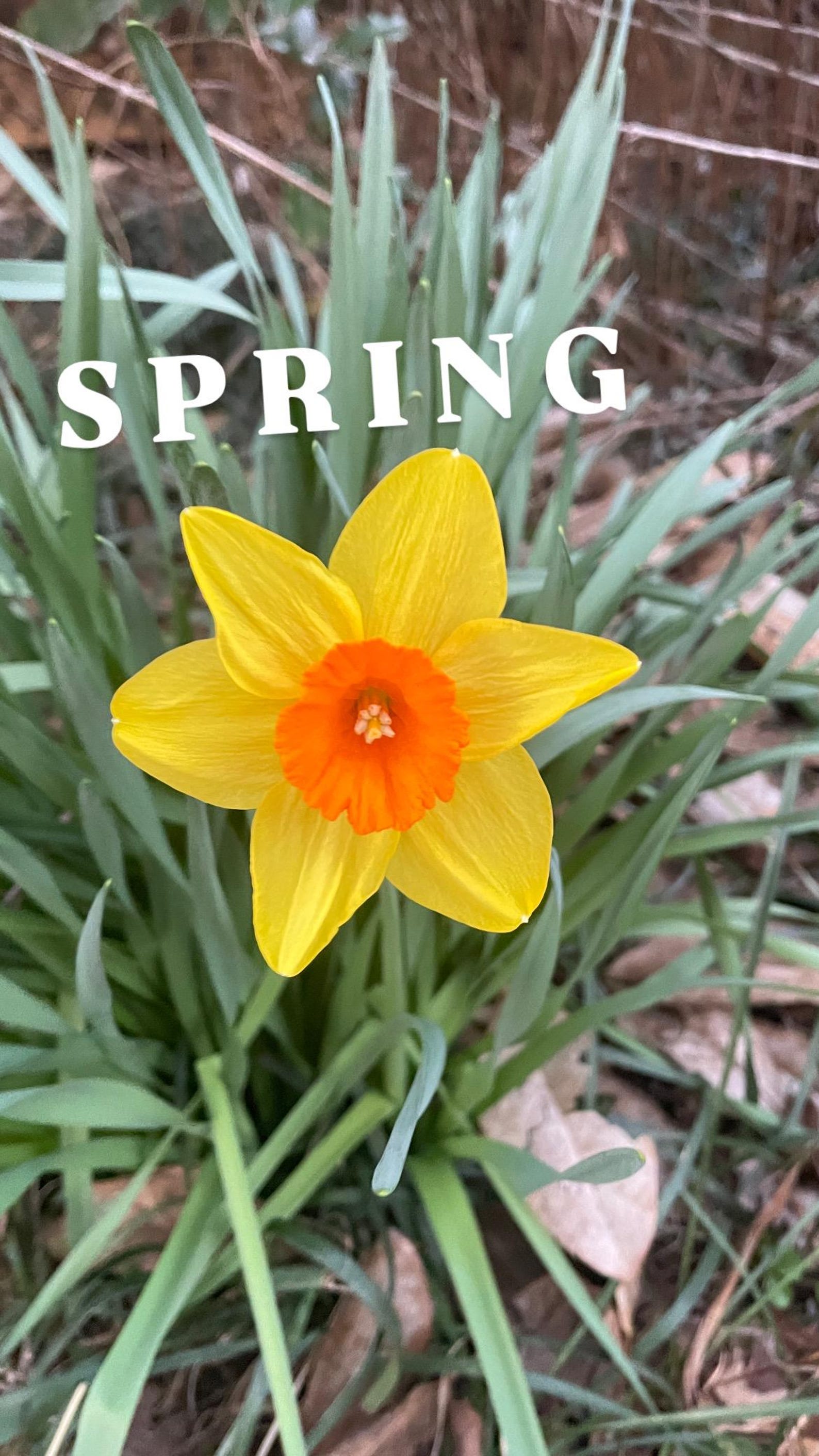 Scavenger Hunt, Spring Season, Family Fun, Outdoor Activity, Outdoor ...