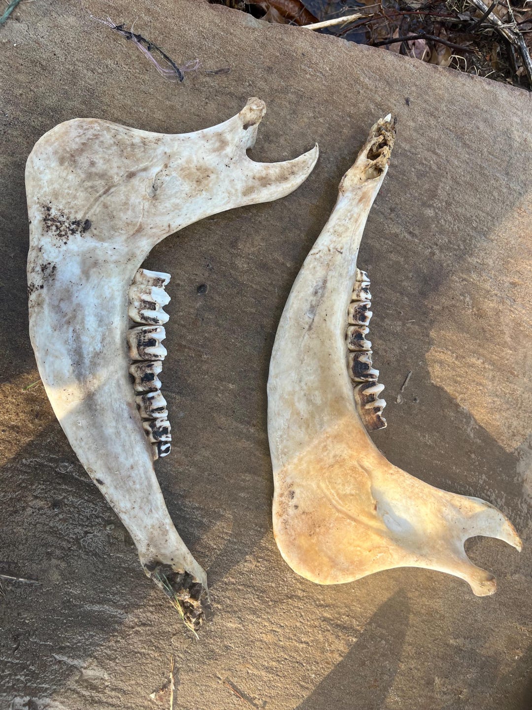 Jaw Bones Bovine, Cow With Front Teeth - Etsy