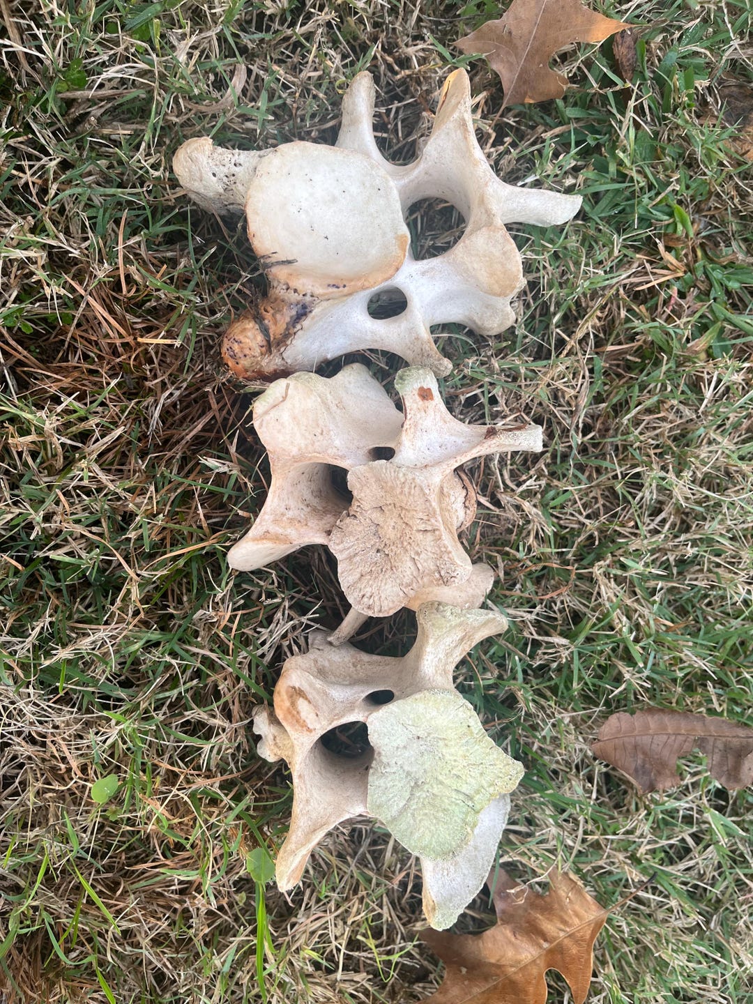 Cow Vertebrae 3 - Etsy