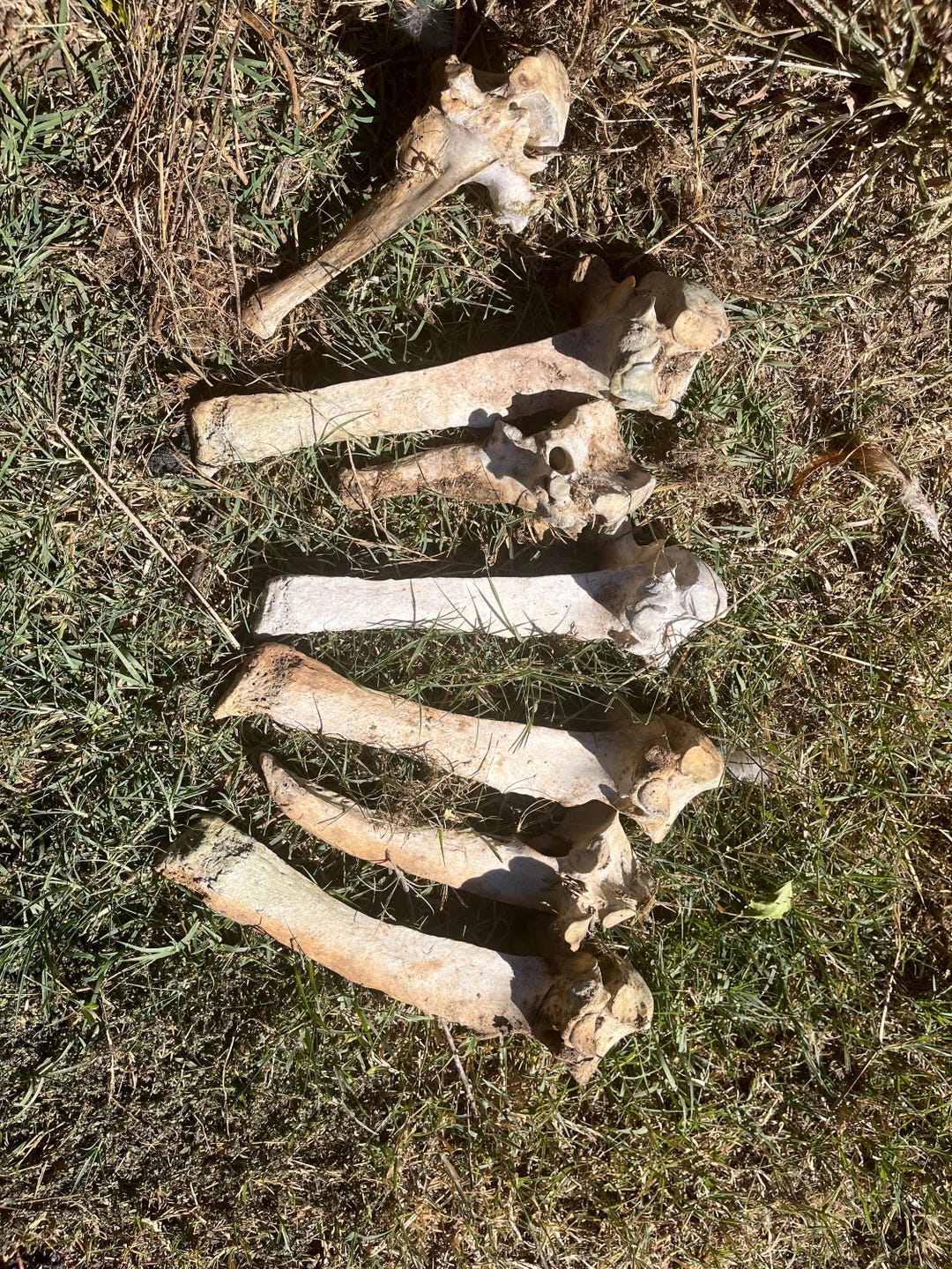 7 Thoracic Vertebrae Cow Bones - Etsy