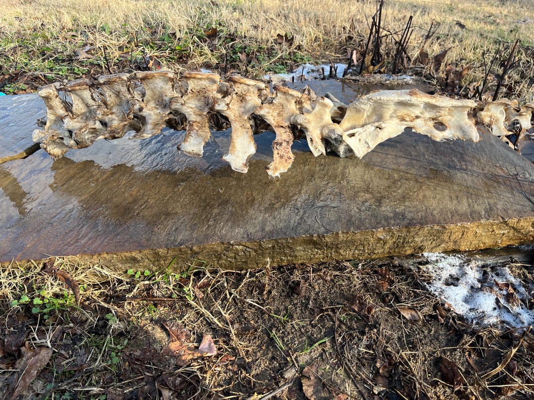 Natutally Fused Sacrum + Vertebraes(8) Cow Bones - Etsy