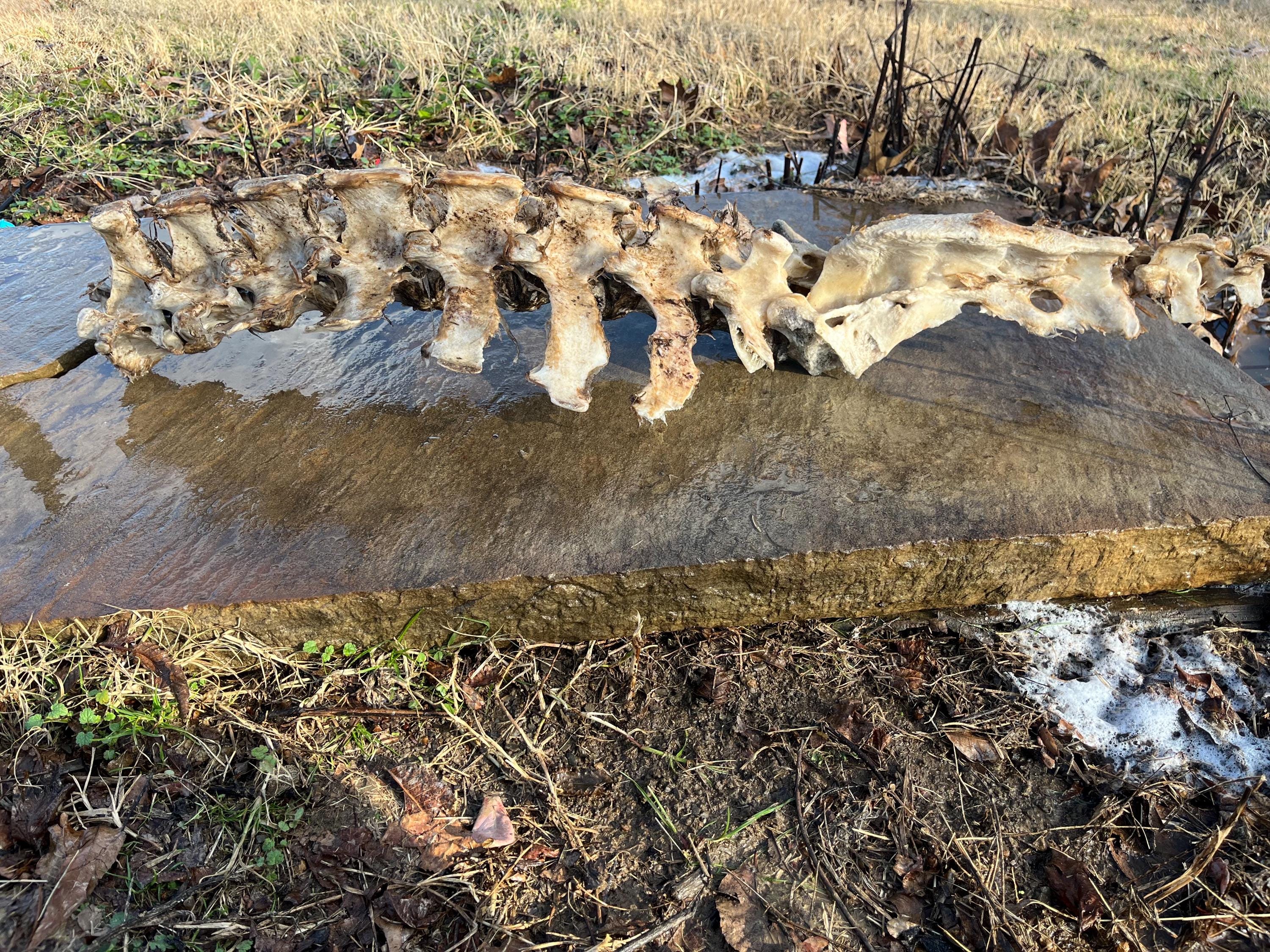 Natutally Fused Sacrum + Vertebraes(8) Cow Bones - Etsy