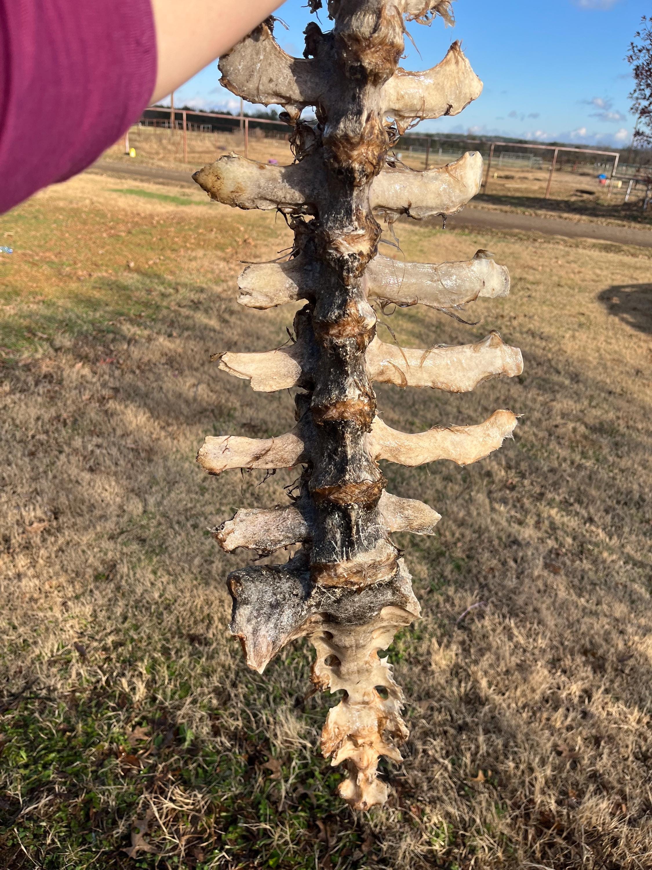 Natutally Fused Sacrum + Vertebraes(8) Cow Bones - Etsy