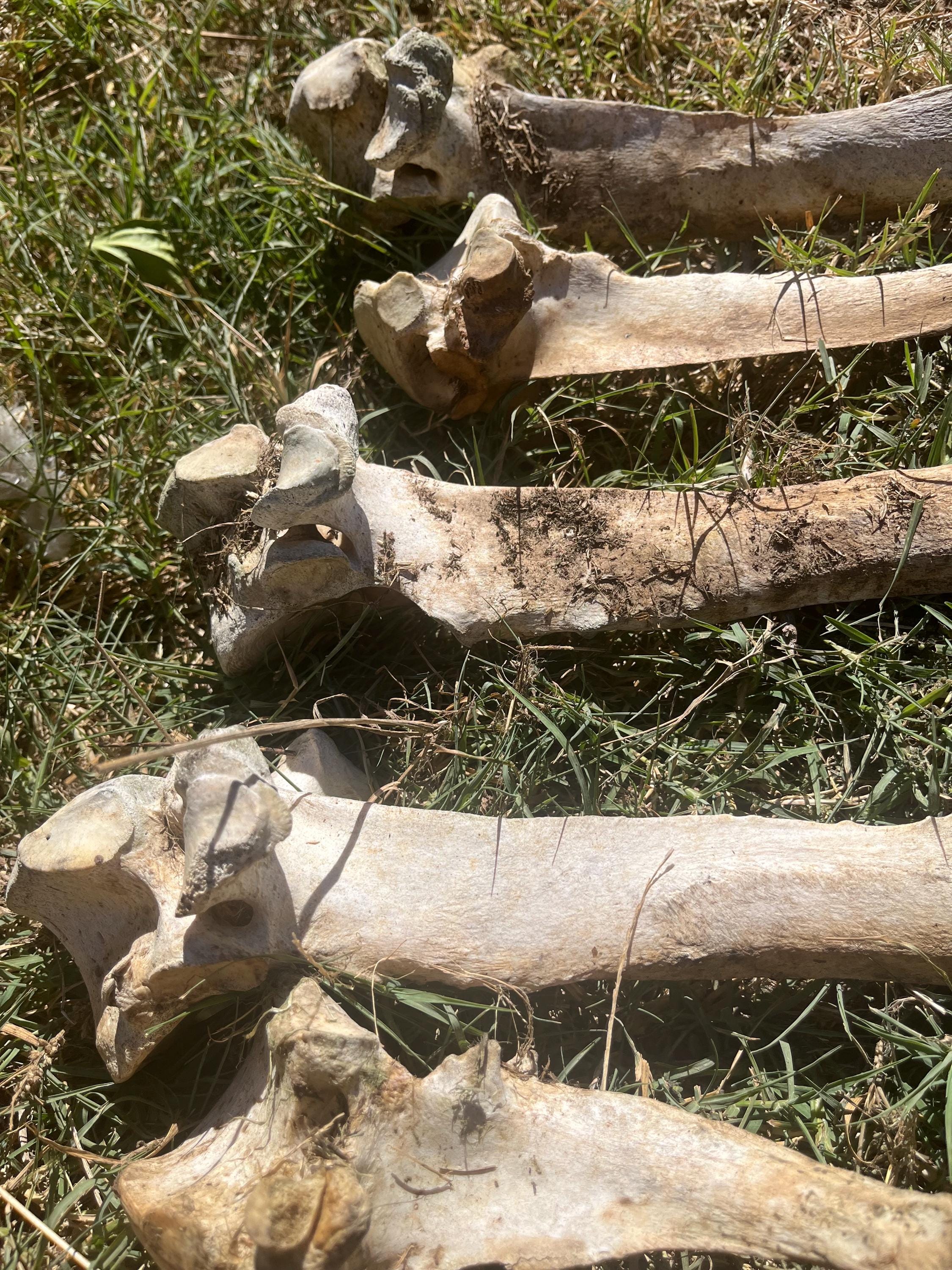 7 Thoracic Vertebrae Cow Bones - Etsy