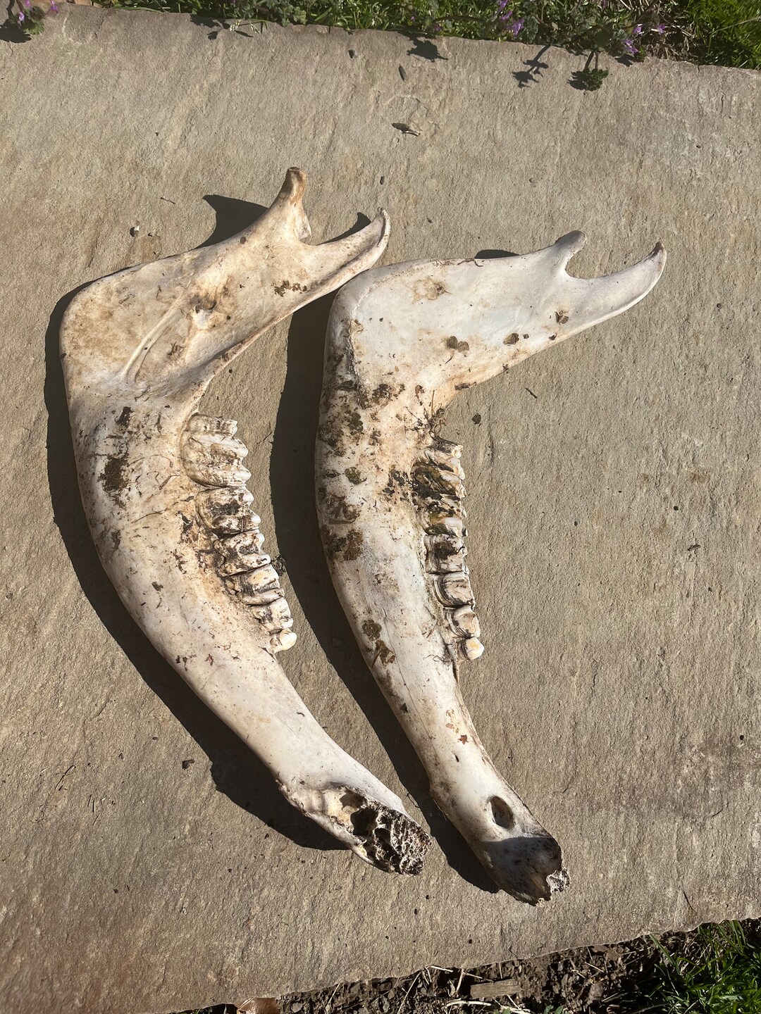 Cow Jaw(mandible) Set - Etsy