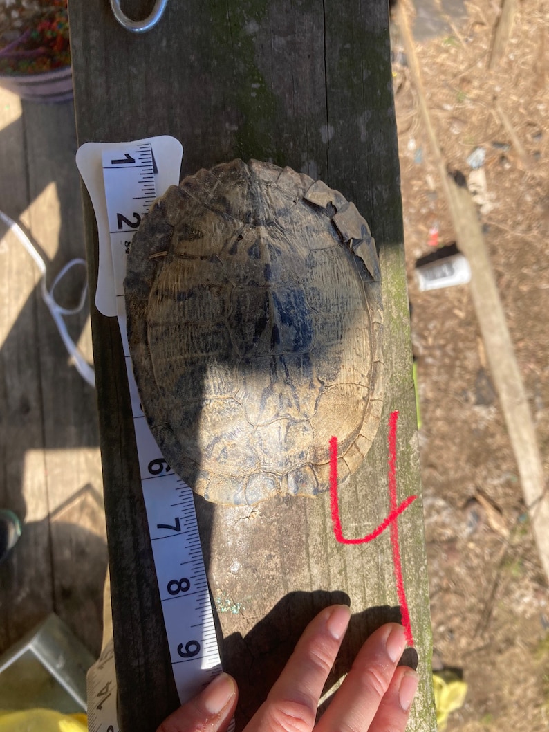 Turtle Shells/real/natural - Etsy