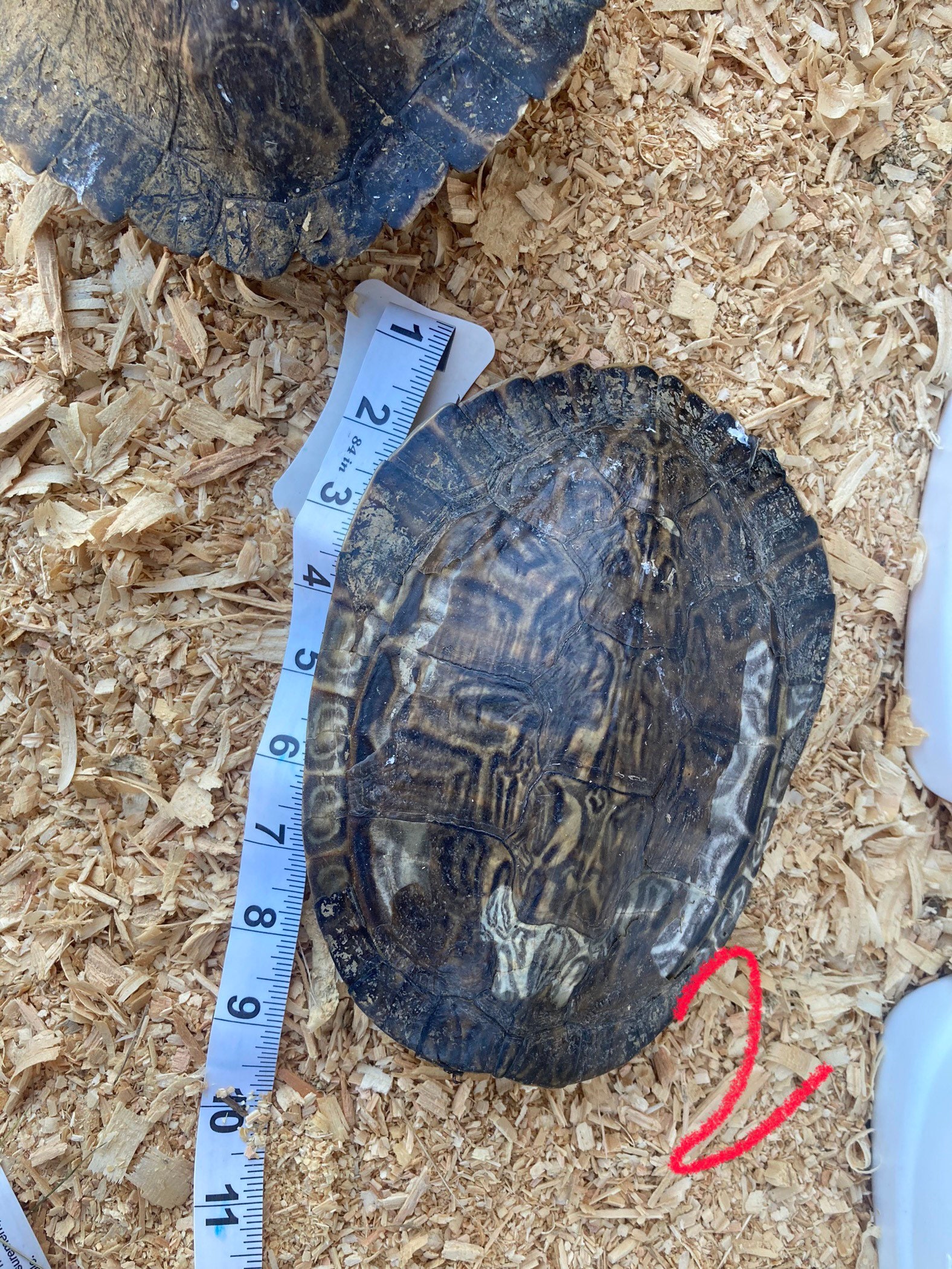 Turtle Shells/real/natural - Etsy