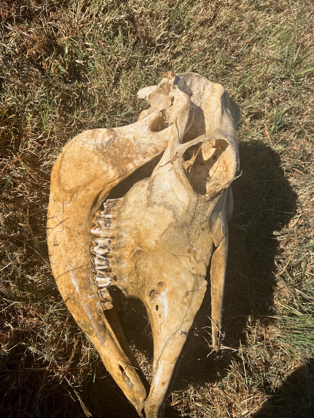 Complete Cow Skull With Jaws - Etsy