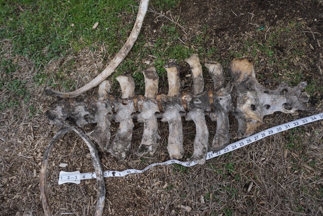 Cow Vertebrae Sacrum a Few Ribs. Fused Very Rare. Natural - Etsy