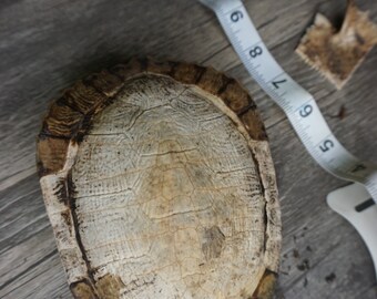 10 to 11 River Cooter Turtle Shell 1077-1011 - Etsy