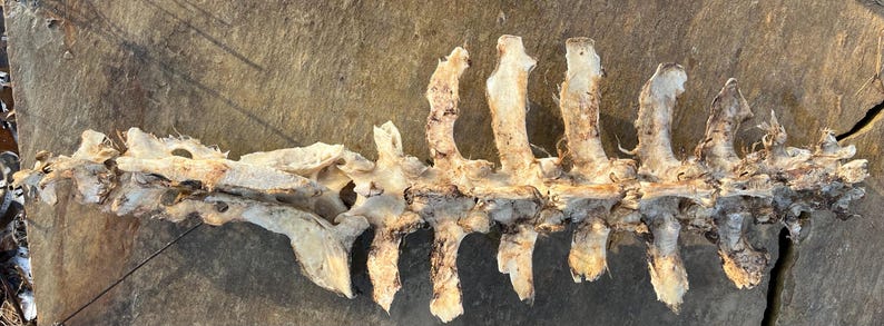 Natutally Fused Sacrum + Vertebraes(8) Cow Bones - Etsy
