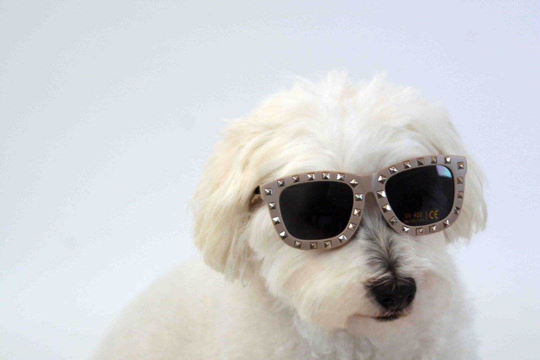 Hello Henri Large Tan Dog Sunglasses - Etsy