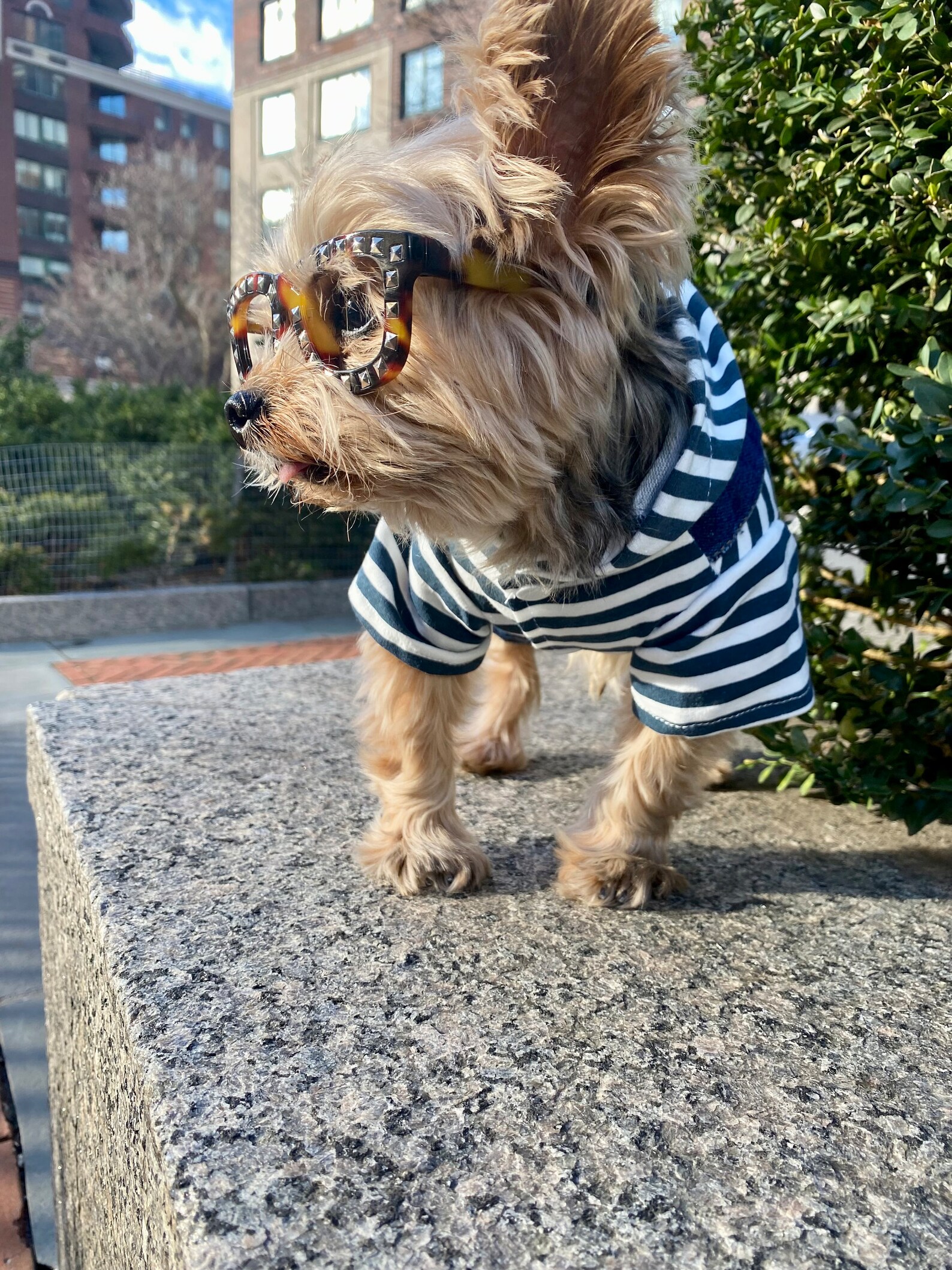 Hello Henri No Lens Professor Dog Sunglasses - Etsy
