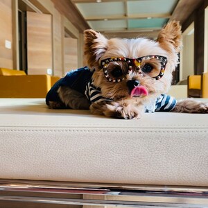 Hello Henri No Lens Professor Dog Sunglasses - Etsy