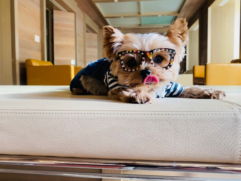 Hello Henri No Lens Professor Dog Sunglasses - Etsy