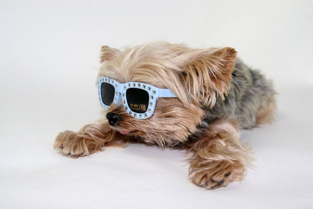 Hello Henri Tiny Baby Blue Dog Sunglasses - Etsy