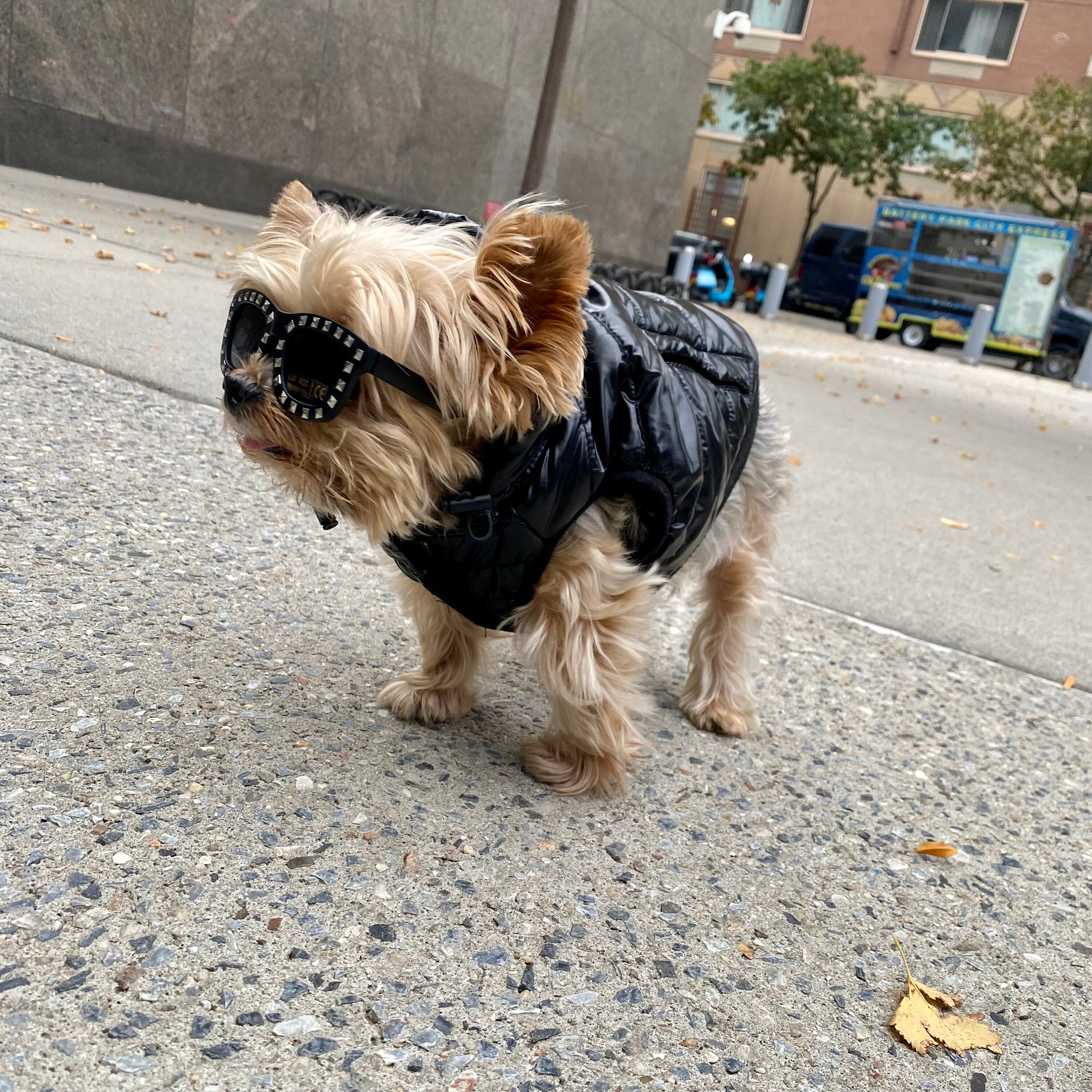 Hello Henri Tiny Black Shades - Etsy