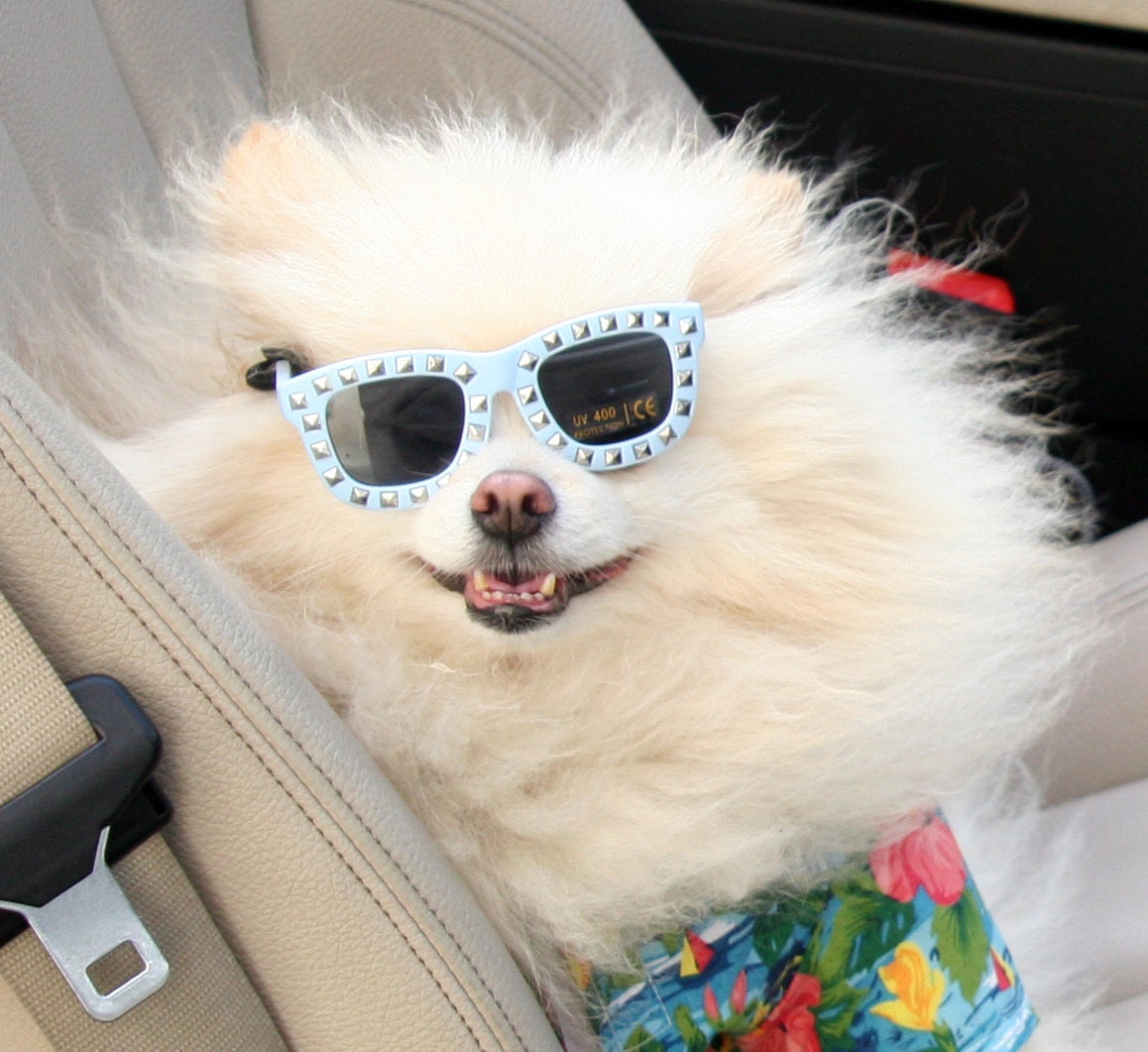Hello Henri Tiny Baby Blue Dog Sunglasses - Etsy