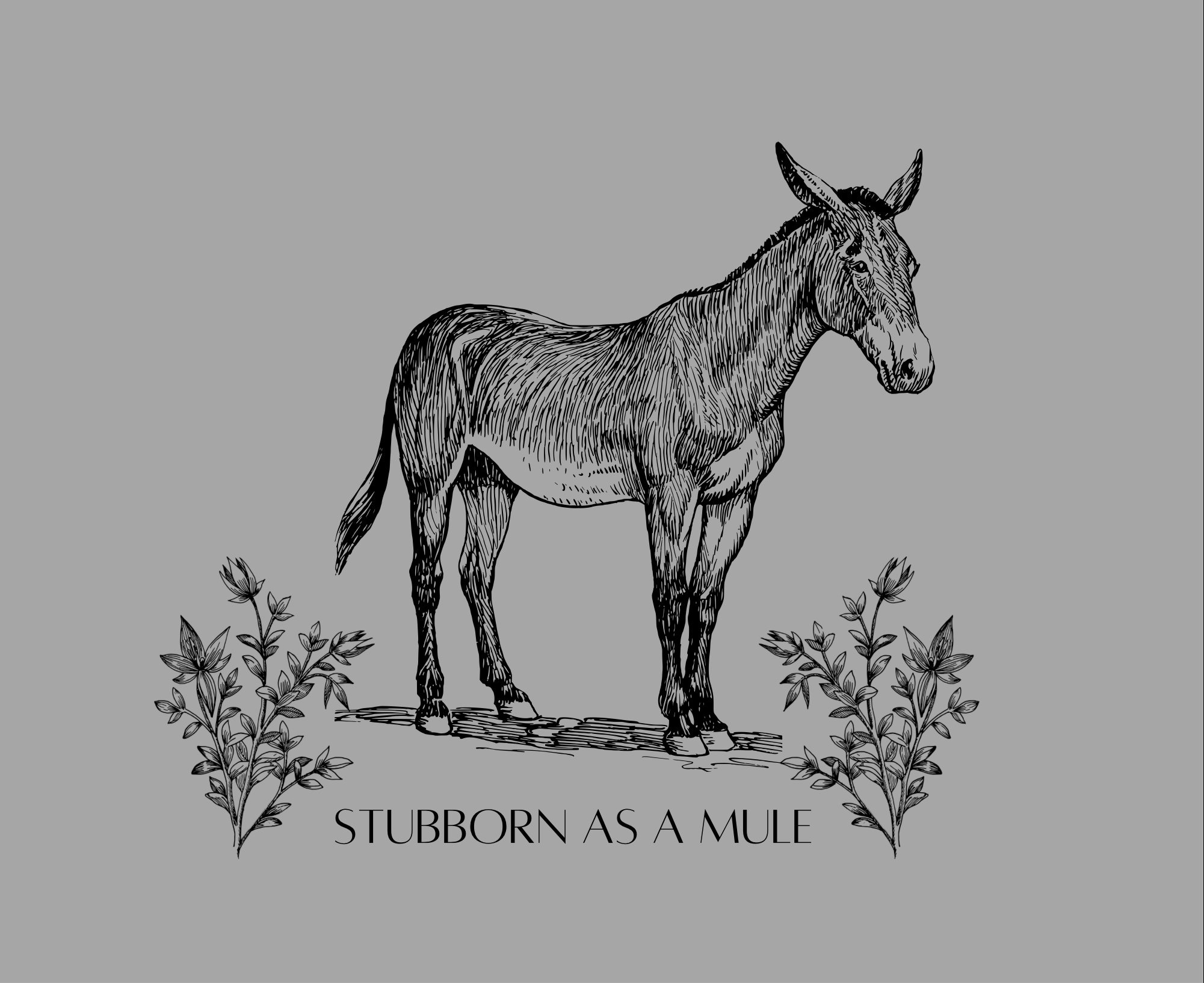 Stubborn Mule Drawing
