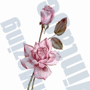 Pink Rose Drawing, Vintage, Scrapbook, Flower, Digital Clipart, Instant ...
