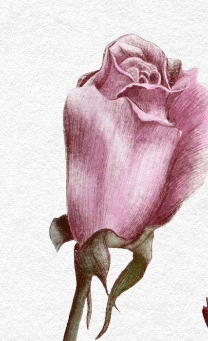 Pink Rose Drawing, Vintage, Scrapbook, Flower, Digital Clipart, Instant ...