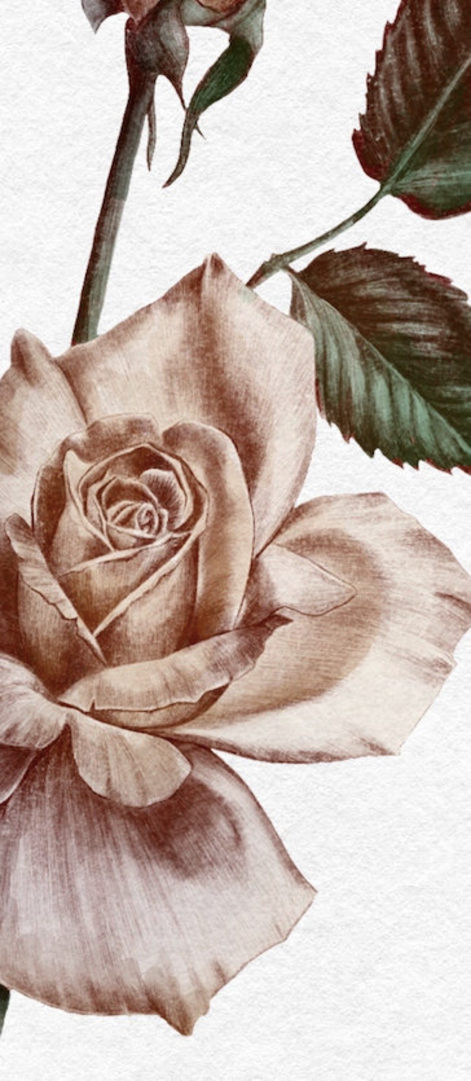 Gold Rose Drawing, Vintage, Scrapbook, Flower, Digital Clipart, Instant ...