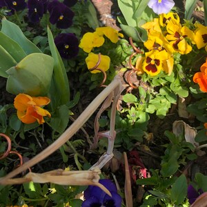 2-pack of Electro Culture Rods Ideal for Potted Plants | Copper Rods ...