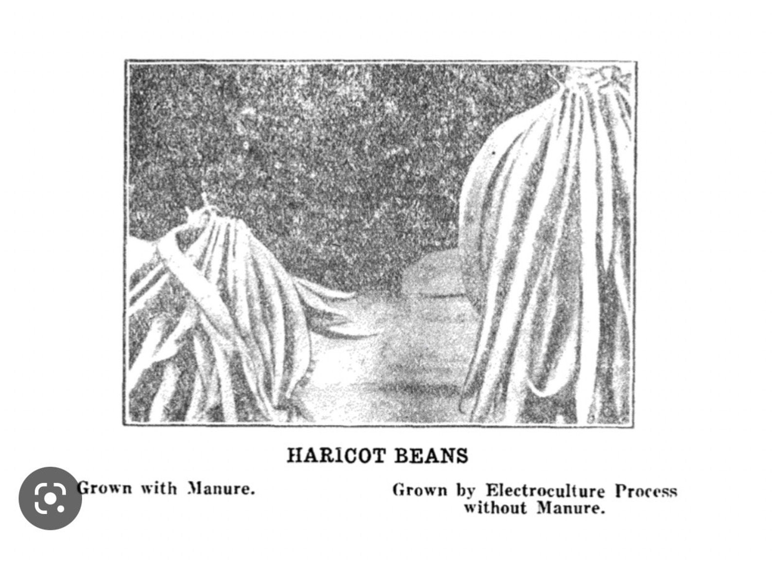 2-pack of Electro Culture Rods Ideal for Potted Plants | Copper Rods ...