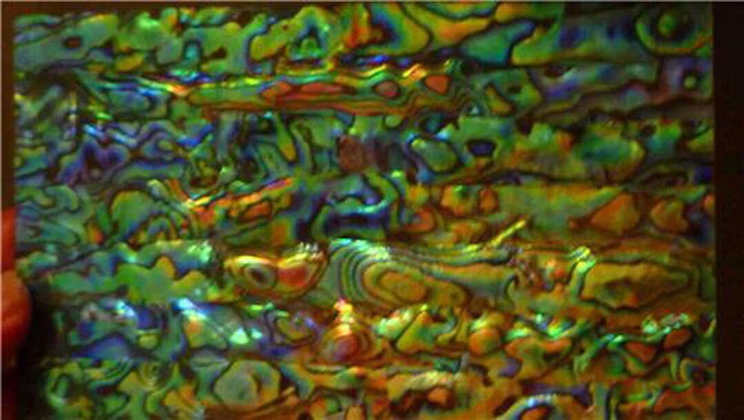 Natural Paua Purple/green/blue Shell Inlay/overlay Genuine Shell Flat ...