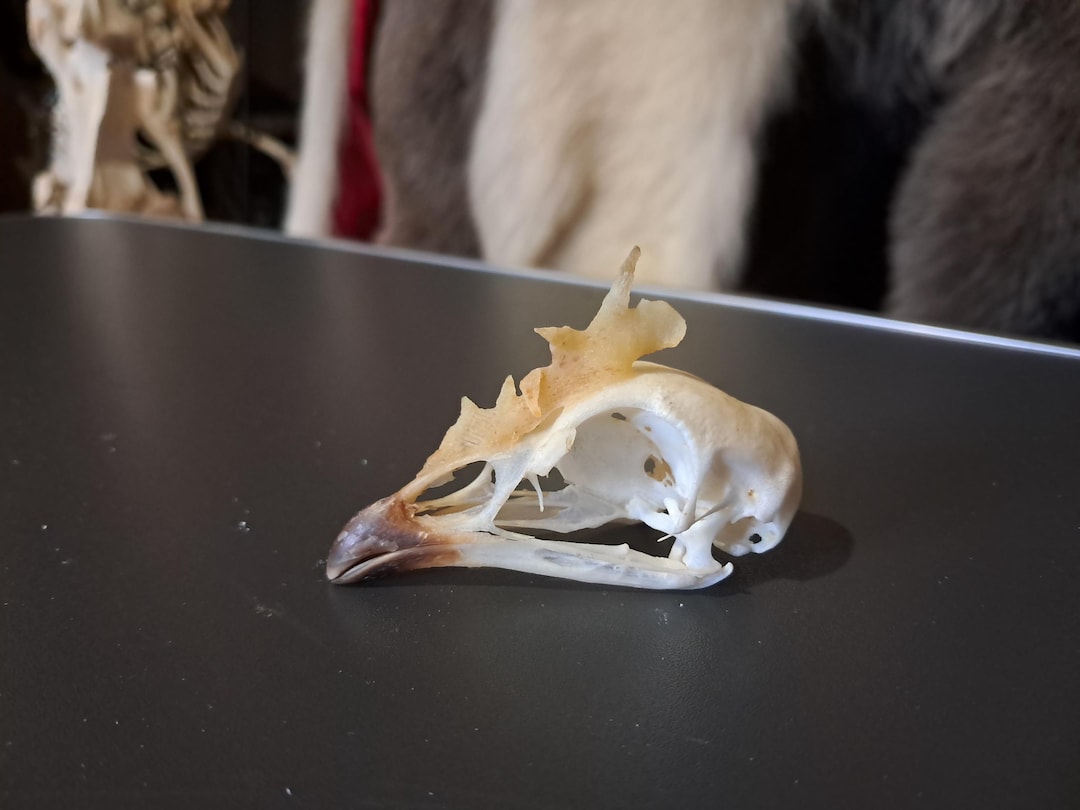 Skull of Domestic Rooster gallus Gallus With Crest - Etsy