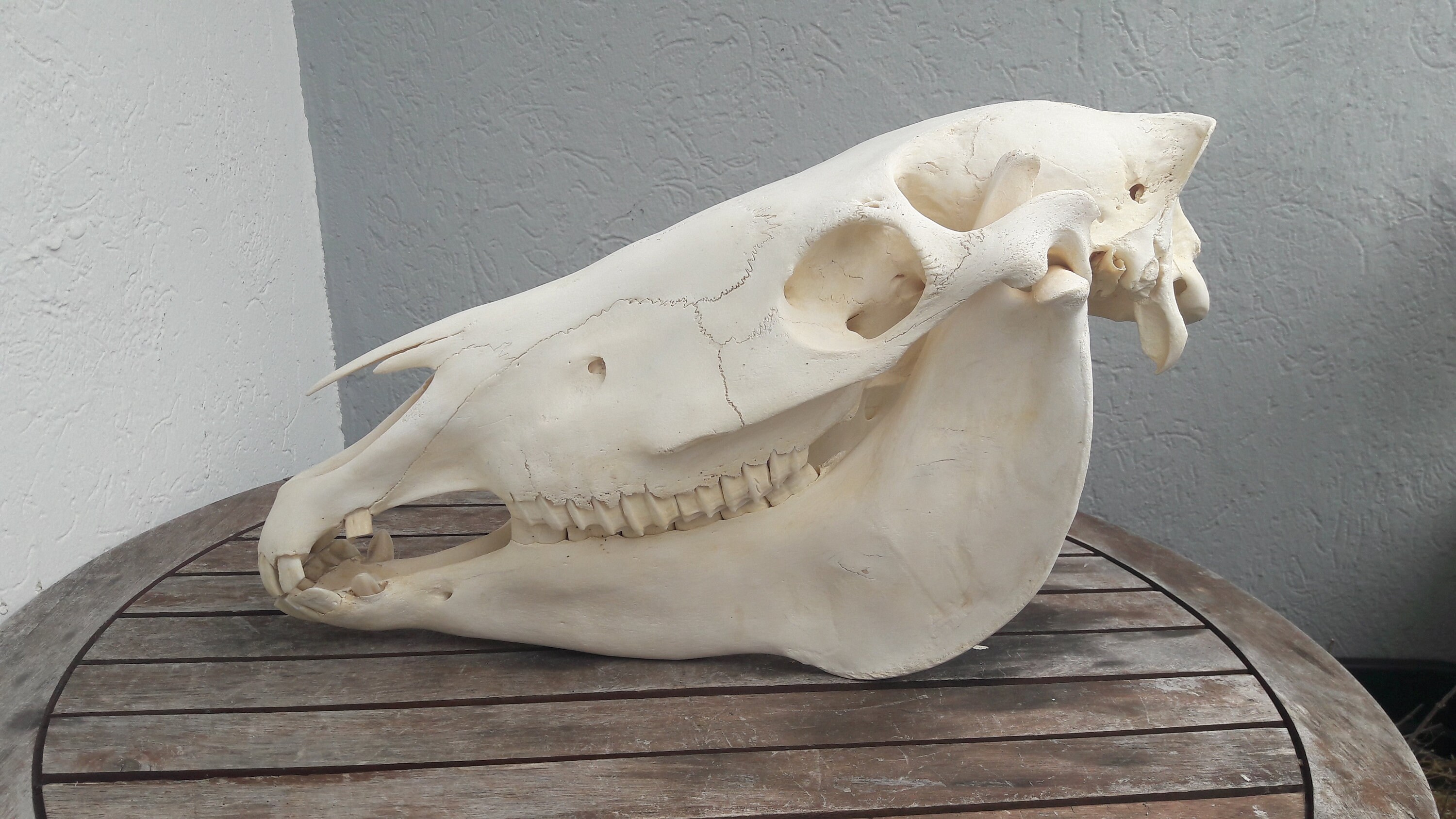 Horse Skull Front View