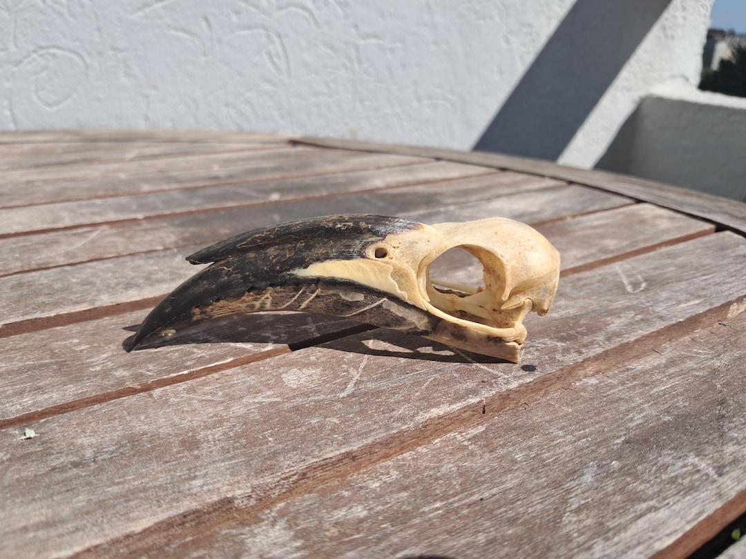 African Grey Hornbill Skull; Lophoceros Nasutus #5 - Etsy