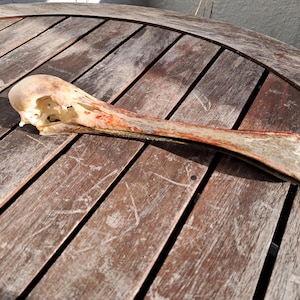 African Spoonbill Skull Platalea Alba 8 - Etsy