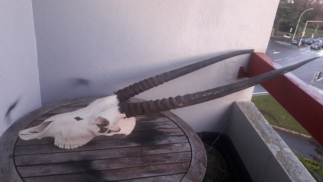 Oryx Skull / Gemsbok Trophy - Etsy