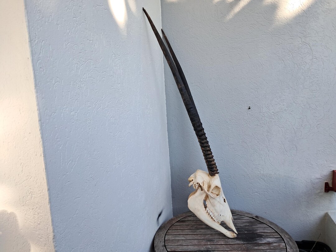 Oryx Skull With Jaw Oryx Gazella 2112 - Etsy