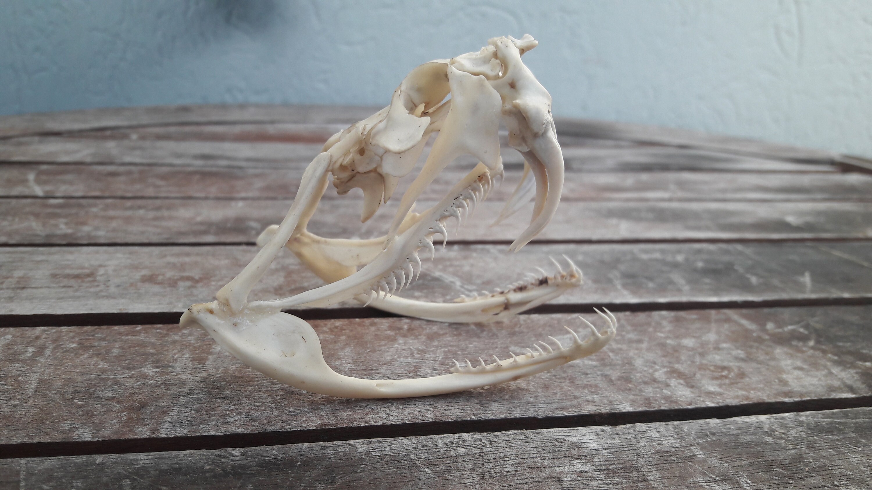 Gaboon Viper Skull