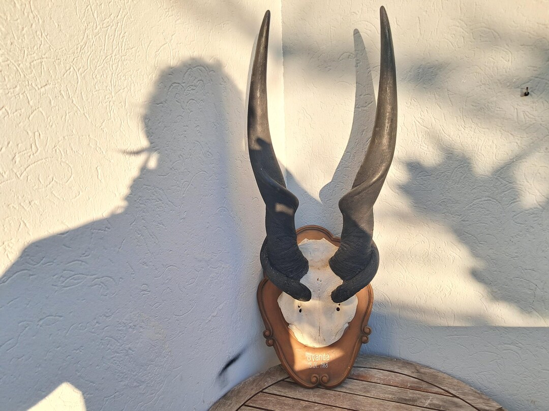 Cape Eland Trophy Taurotragus Oryx 2511 - Etsy