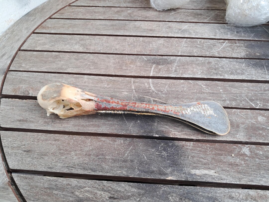 African Spoonbill Skull Platalea Alba 9 - Etsy