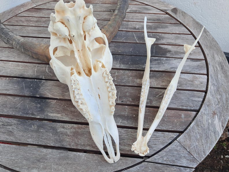 Impala Skull With Jaw (aepyceros Melampus) - Etsy