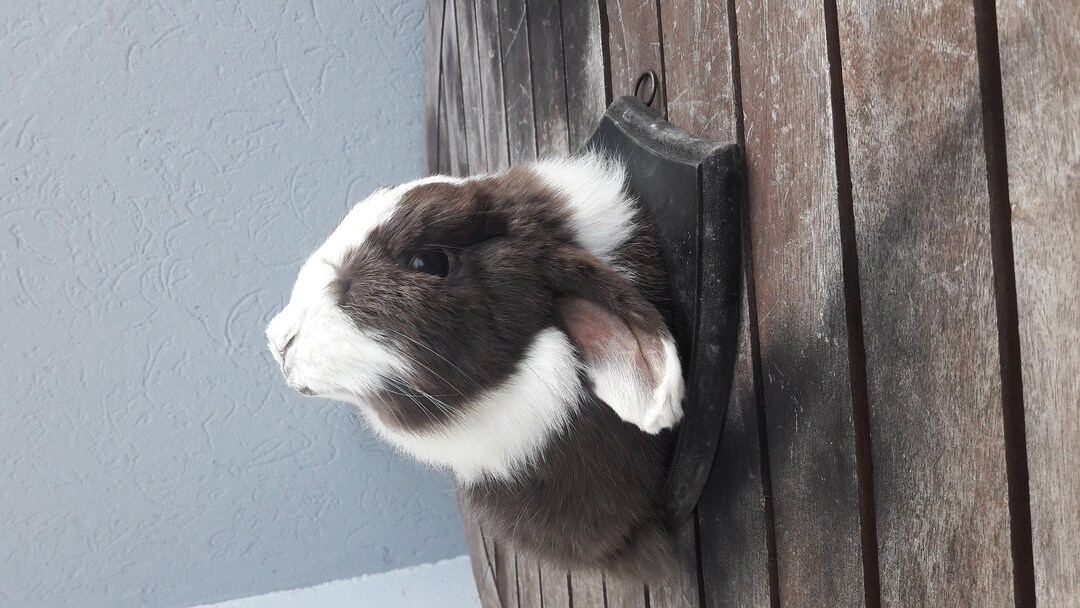 Aries Rabbit Taxidermy Oryctolagus Cuniculus Domesticus - Etsy