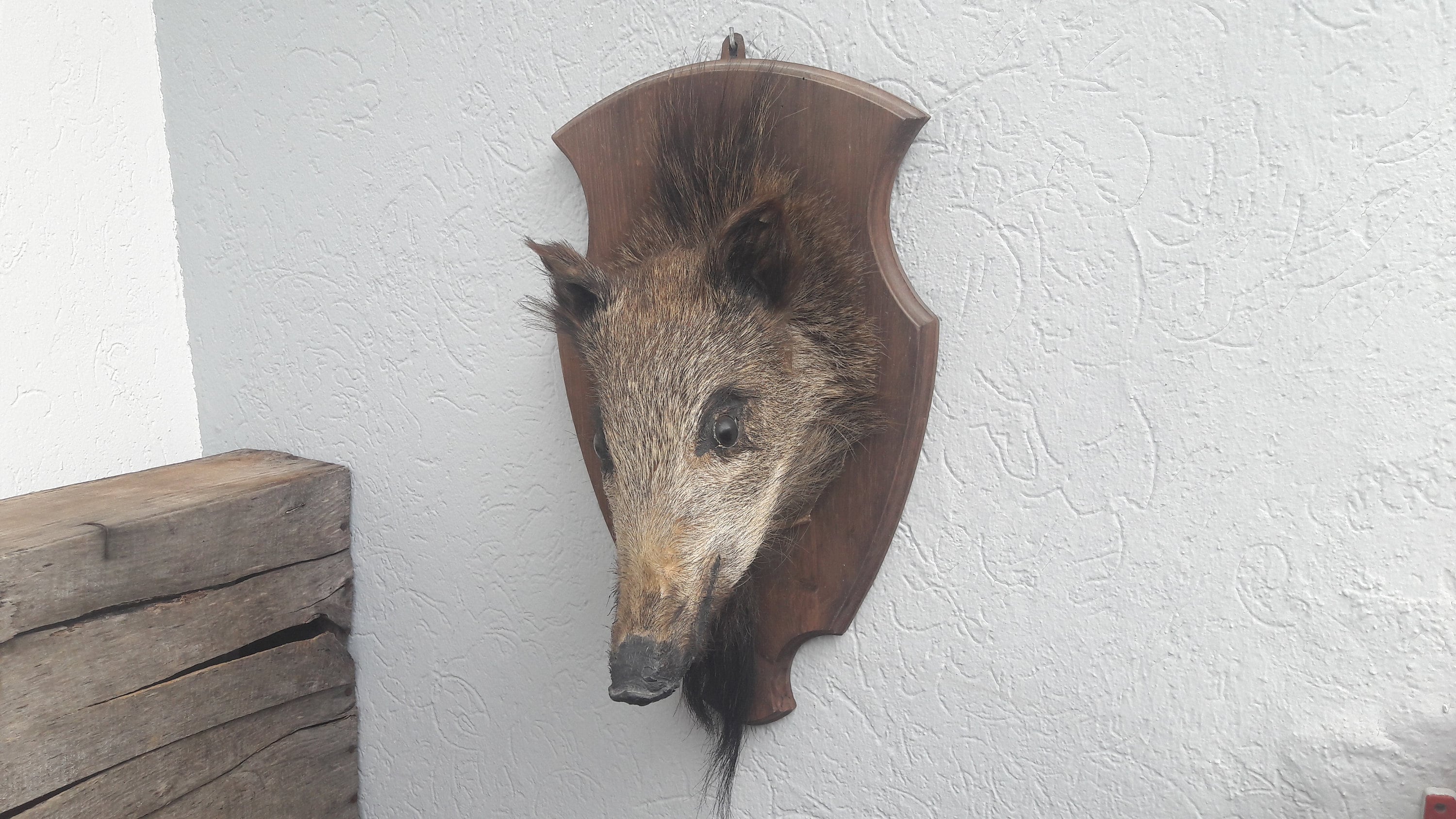 Taxidermy Head of a Young Boar on Crest - Etsy UK