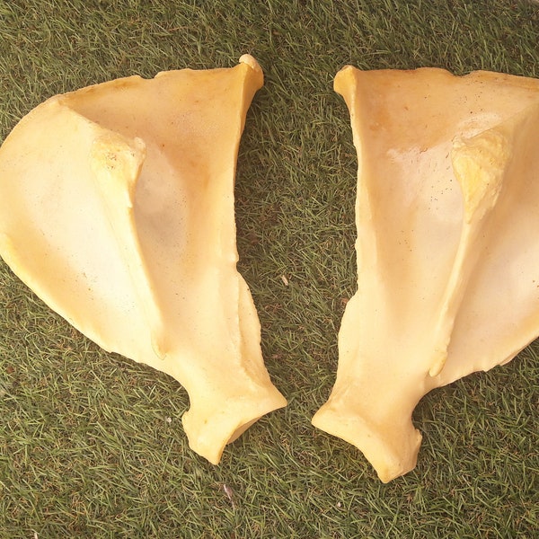Cow Shoulder Bone - Etsy New Zealand