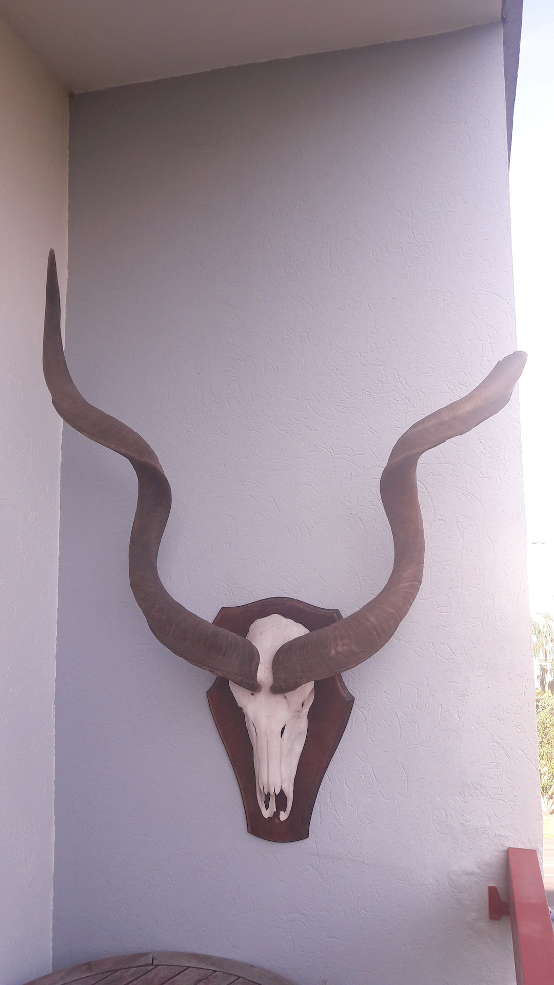 Great Kudu Trophy / Kudu Skull Trophy - Etsy