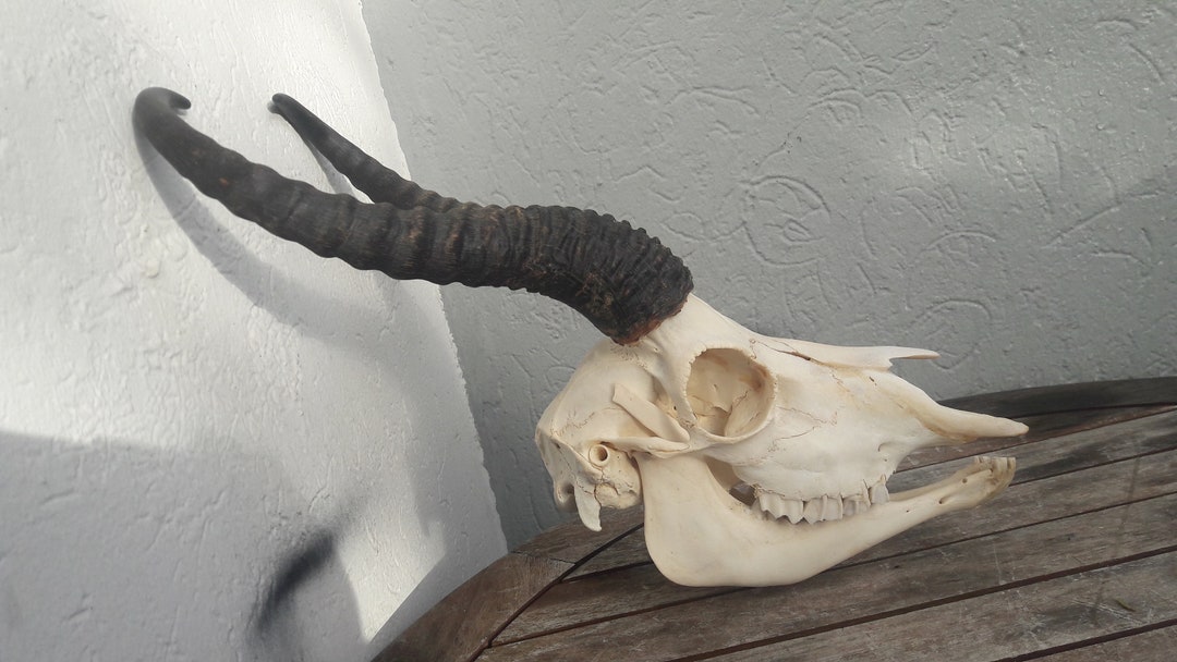 Springbok Skull Antidorcas Marsupialis - Etsy